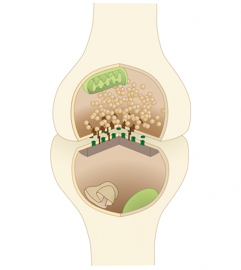 Quantum Effects in the Brain and the Mind | Jon Lieff M.D.
