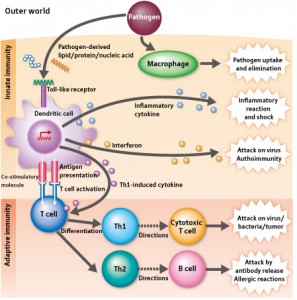 Neuron & Immune Cells: Together Identify Self & Other | Jon Lieff M.D.