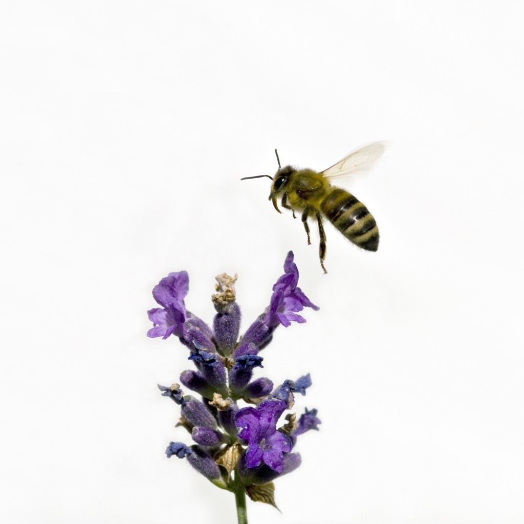 The Remarkable Bee Brain | Jon Lieff, M.D.