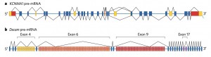 Alternative RNA Splicing in Evolution | Jon Lieff, M.D.