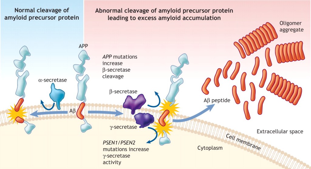 Is A Prion an Intelligent Protein