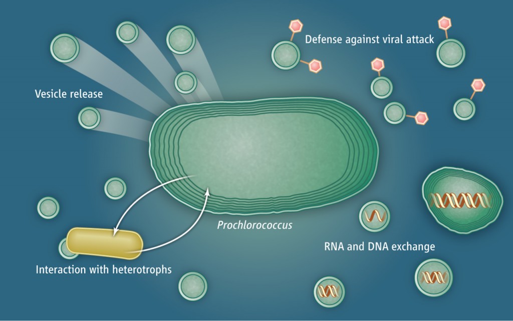 Vesicles Transport Information
