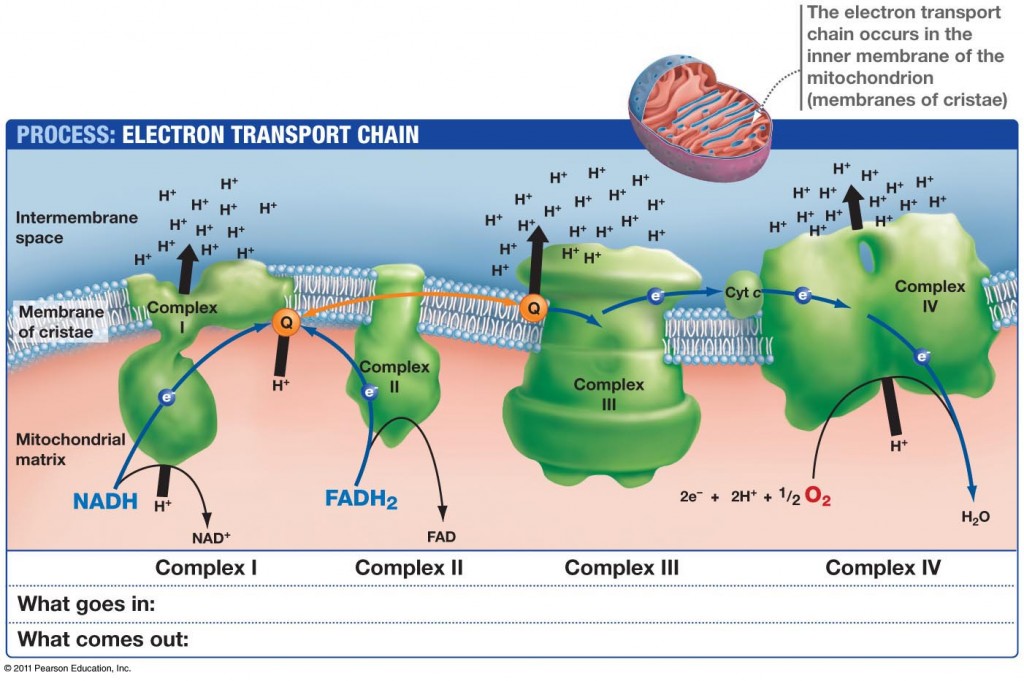 Dynamic Relationship of Mitochondria and Neurons
