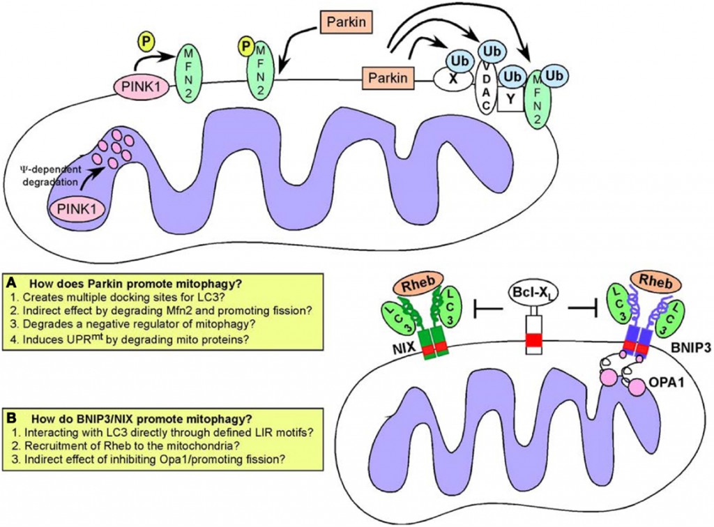 Dynamic Relationship of Mitochondria and Neurons