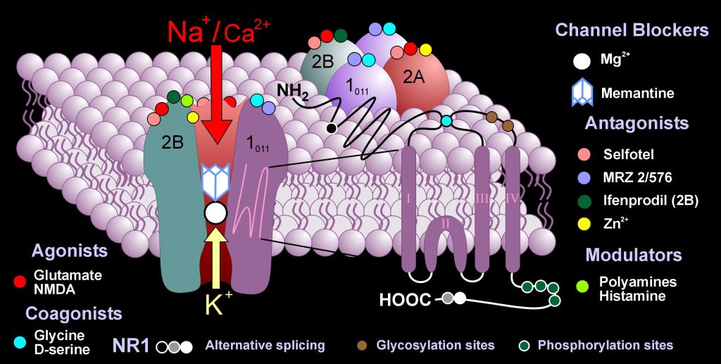 The Fantastic Array of Neuroplasticity Mechanisms