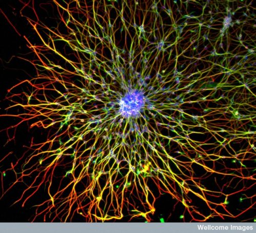 Does Activity Determine Synaptic Creation and Pruning