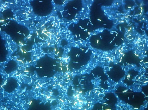 Bacteria Work Together to Build a Biofilm Civilization