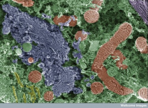 Intelligent Microbes Attack Organelles