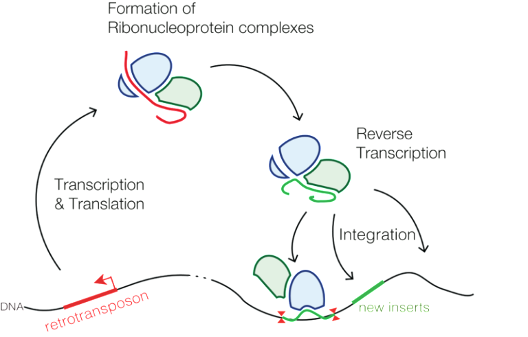 jumping genes regulation of the brain