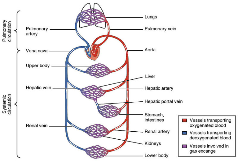 Intelligent Capillary Cells Regulate Tissue Stem Cells