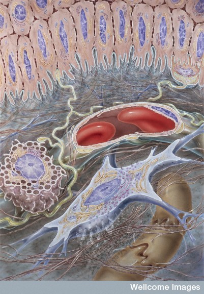 Intelligent Capillary Cells Regulate Tissue Stem Cells