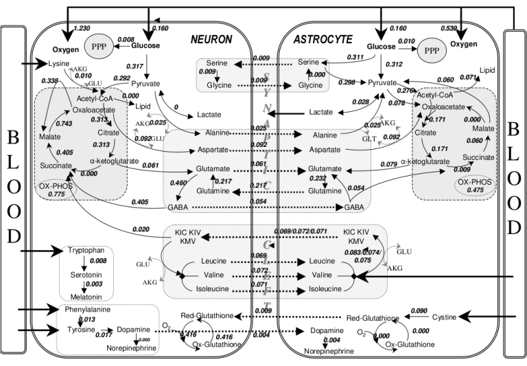 Regulation of Brain Energy