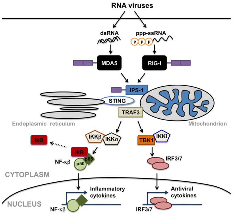 Viruses evade DNA RNA Sensors