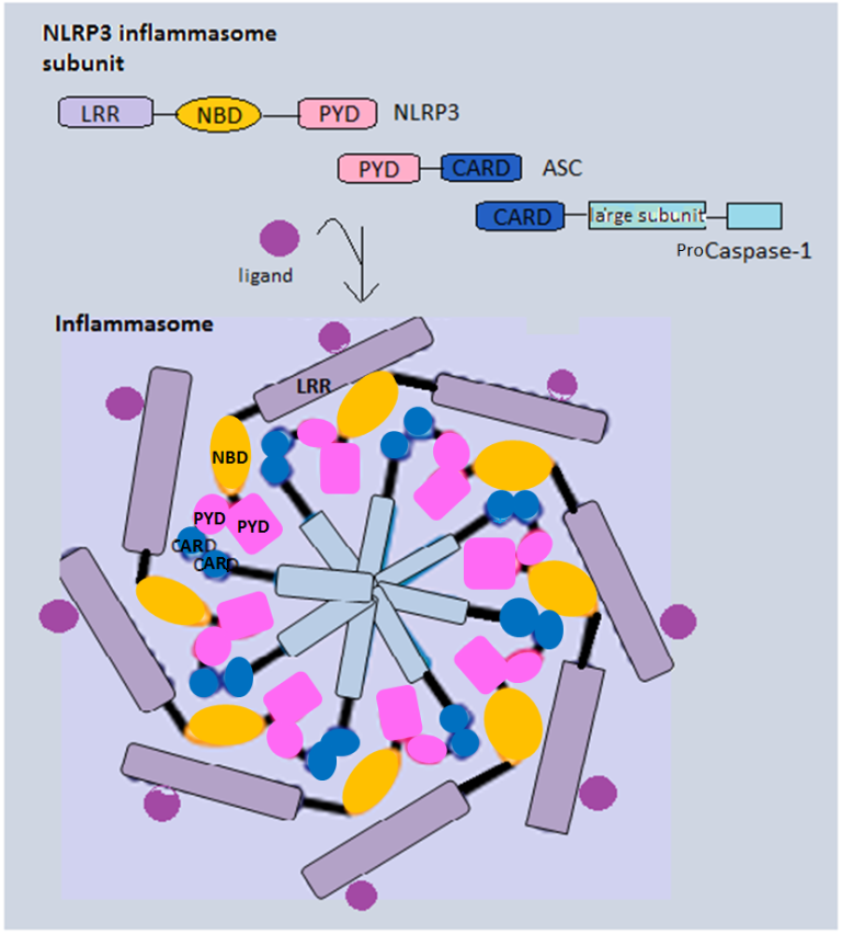 Inflammasomes Are Large Complex Signaling Platforms