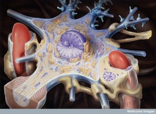 Neurons Helping Cancer and Regeneration