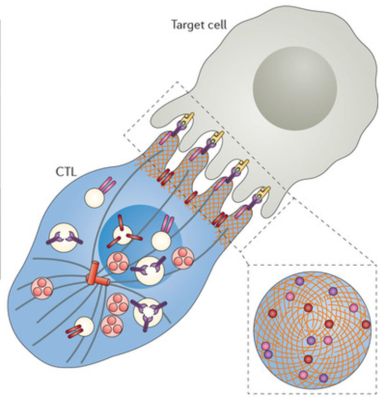 cytotoxic immune synapse uses centrioles as in the spindle of cell ...