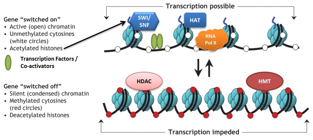 epigenetic signals regulate new brain cells