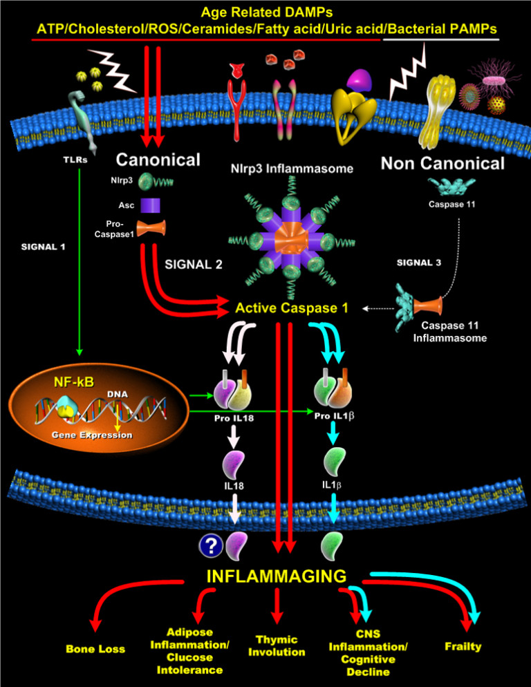 Pain from Cells that Are Not Neurons