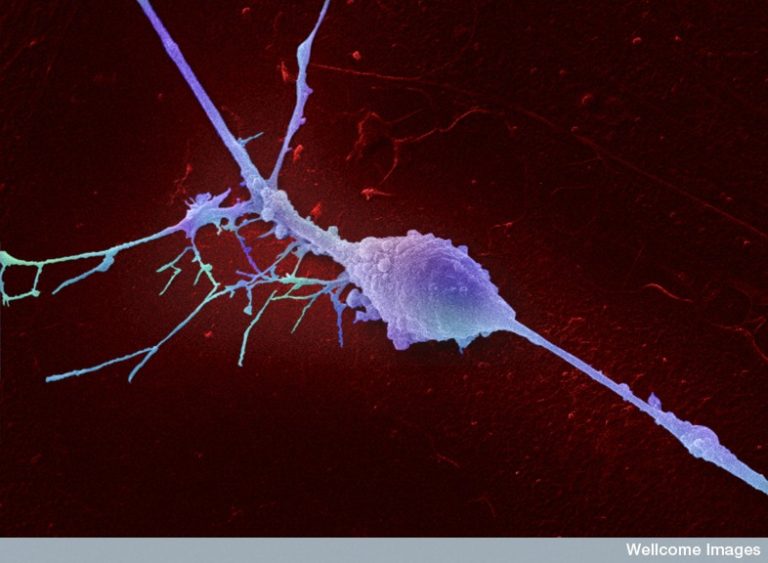 Neurons Helping Cancer and Regeneration