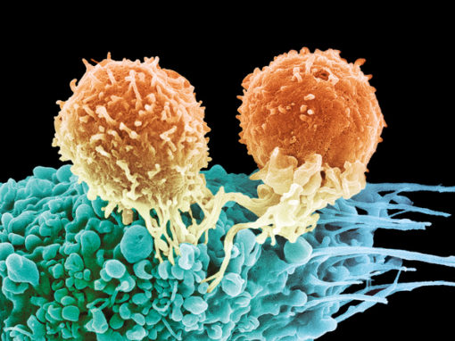 T Cells Adapt to Fight Cancer
